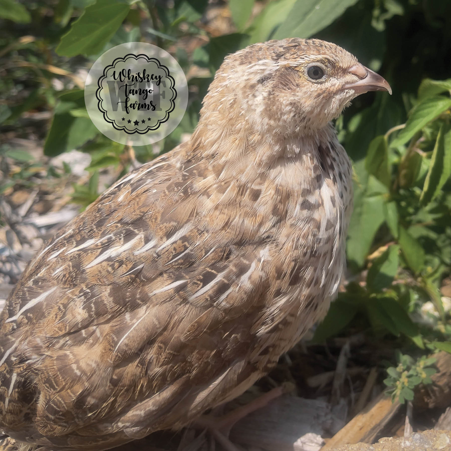 Rainbow Collection Coturnix Quail Hatching Eggs - Whiskey Tango Farms